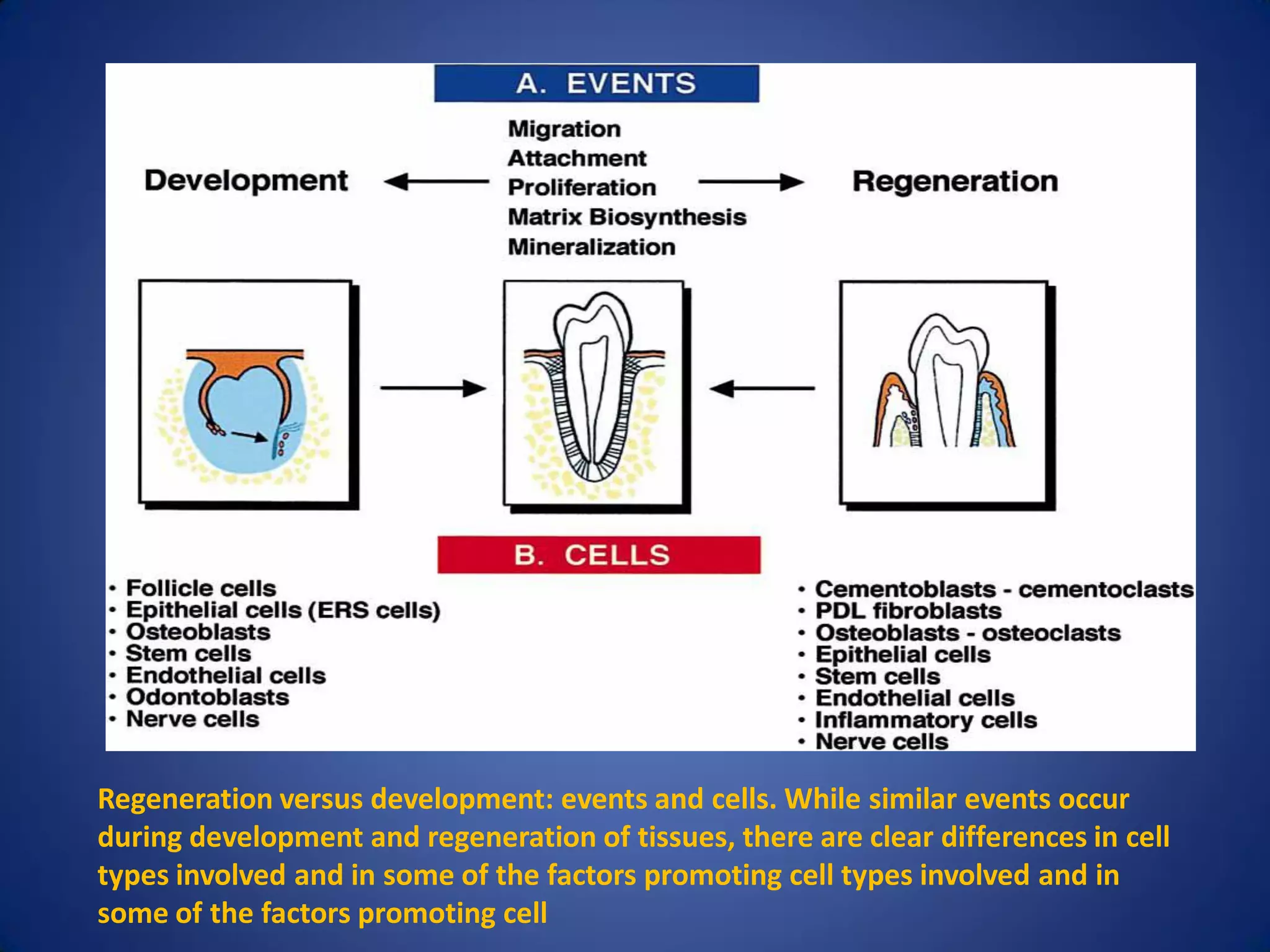 Cementum | PDF
