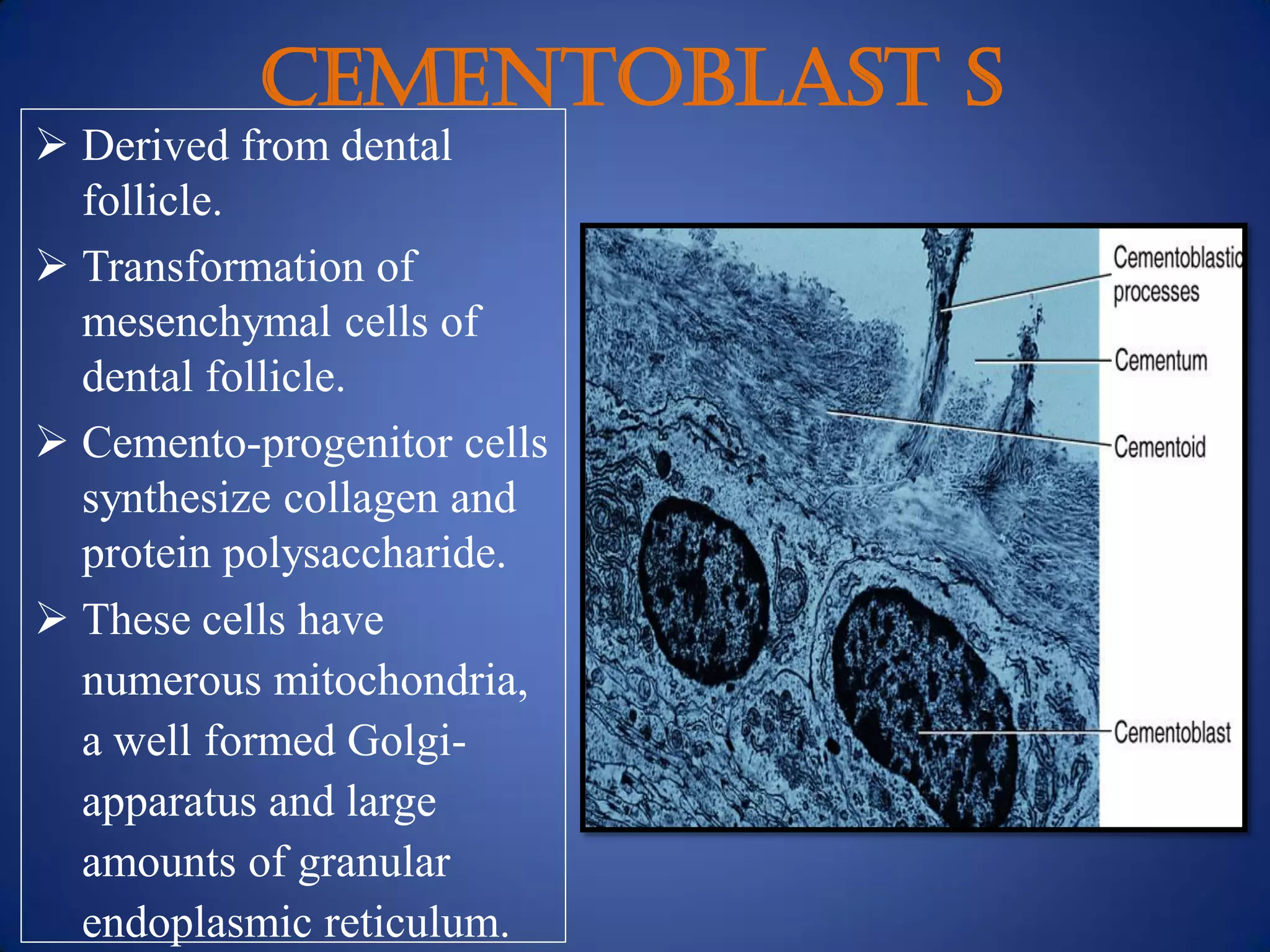 Cementum | PDF