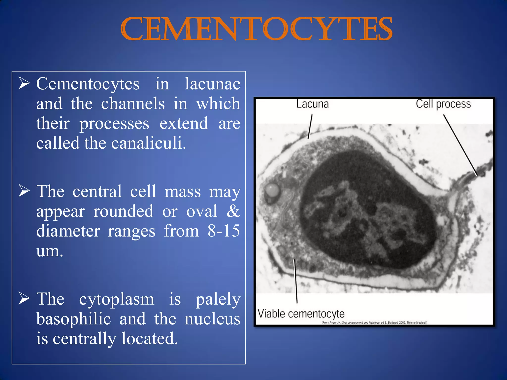 Cementum | PDF
