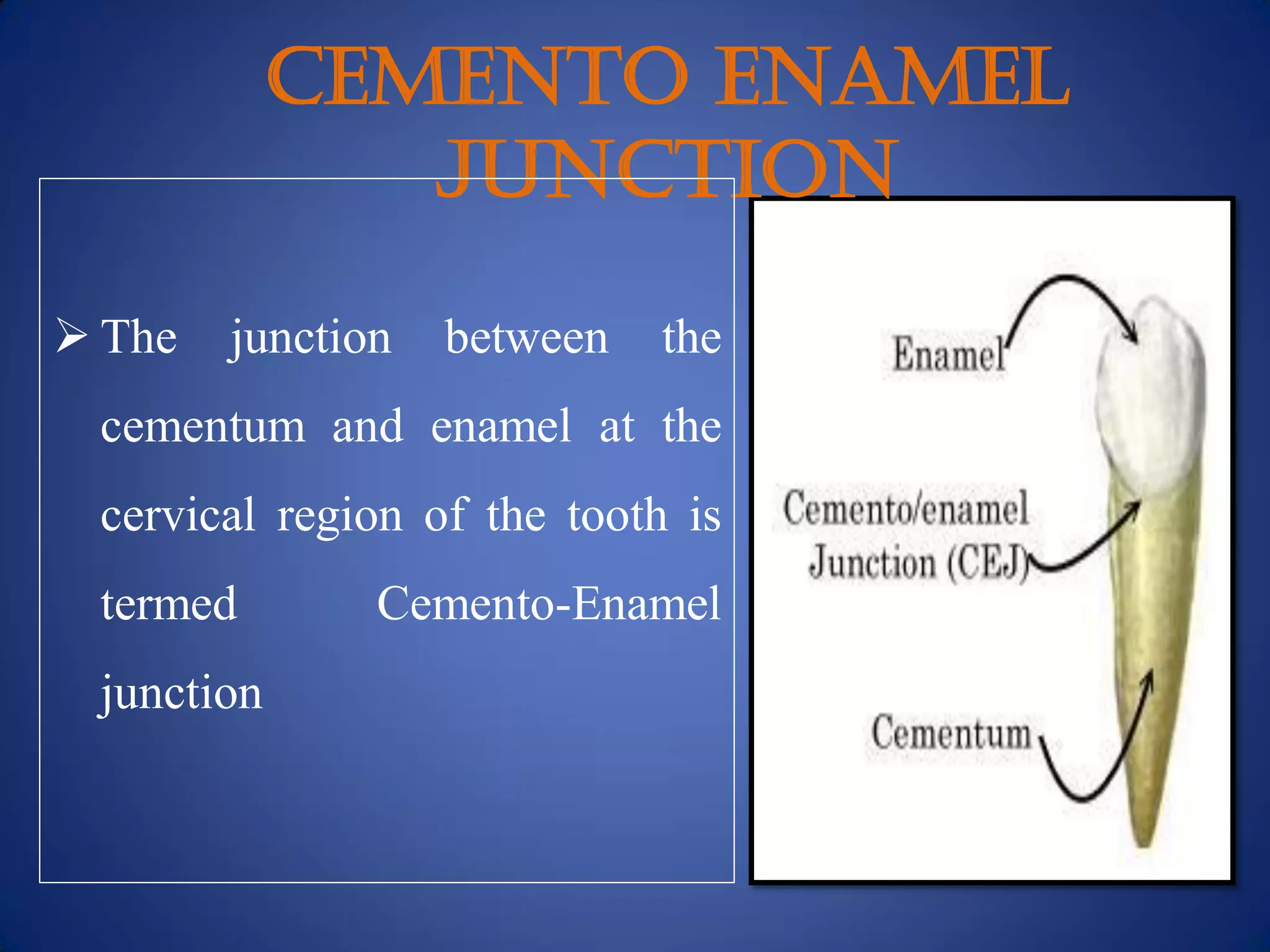 Cementum | PDF