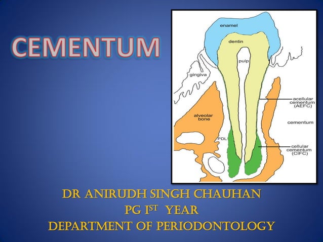 Cementum | PDF | Dental Health | Diseases and Conditions