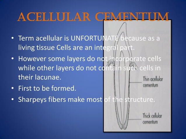 Cementum | PDF | Dental Health | Diseases and Conditions