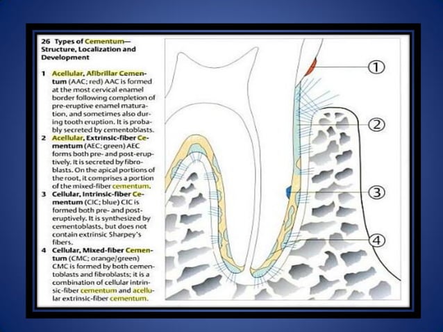 Cementum | PDF | Dental Health | Diseases and Conditions