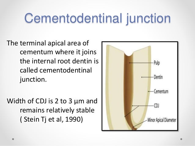 Cementum