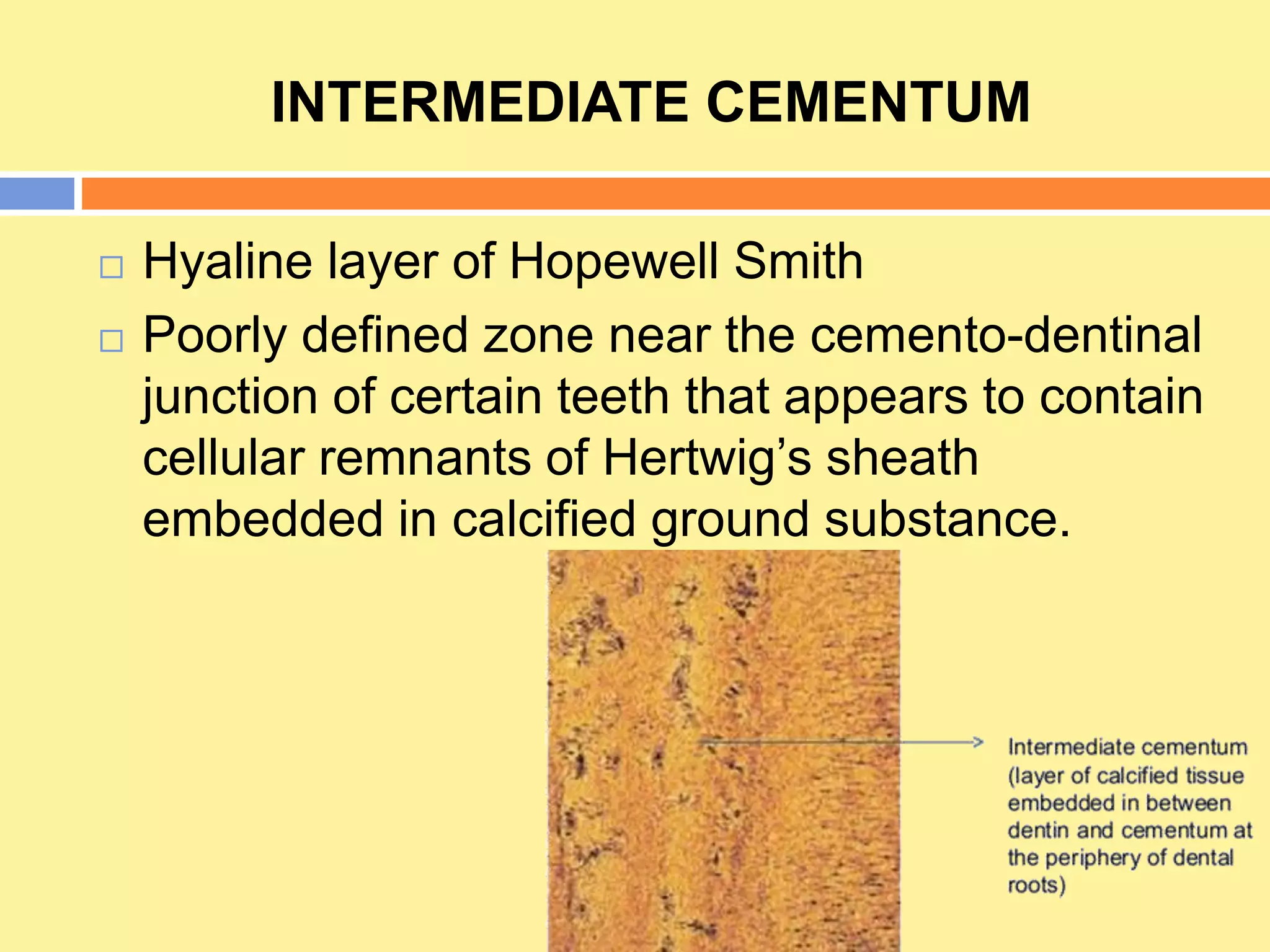 Cementum | PPTX