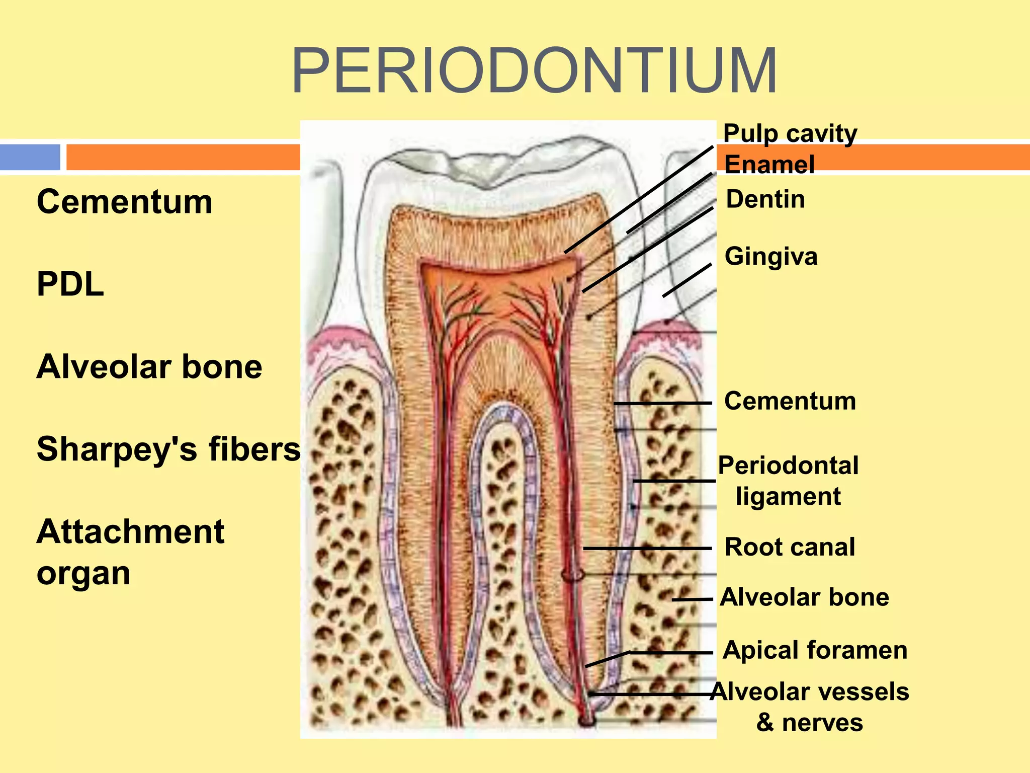 Cementum | PPTX