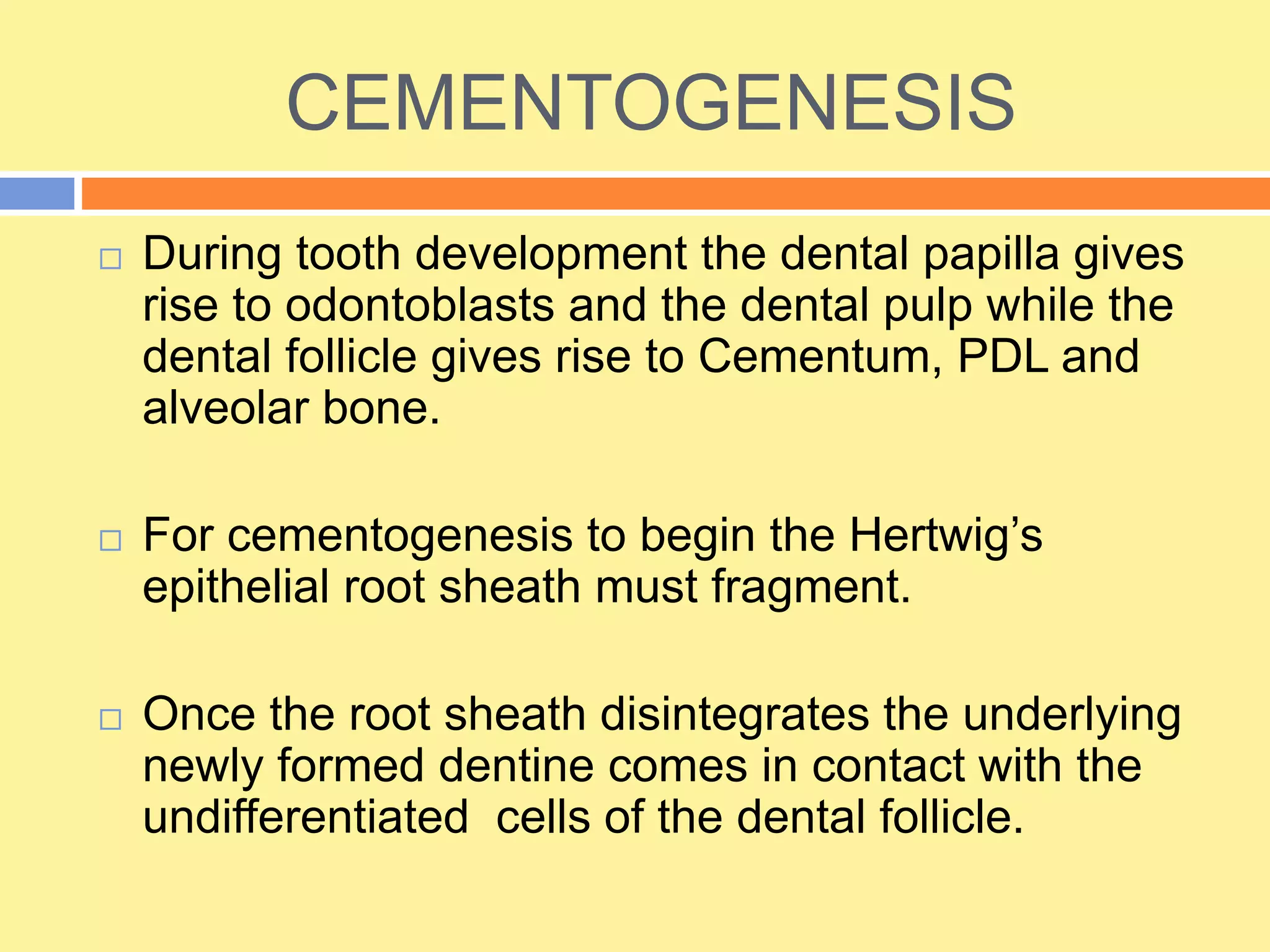 Cementum | PPTX