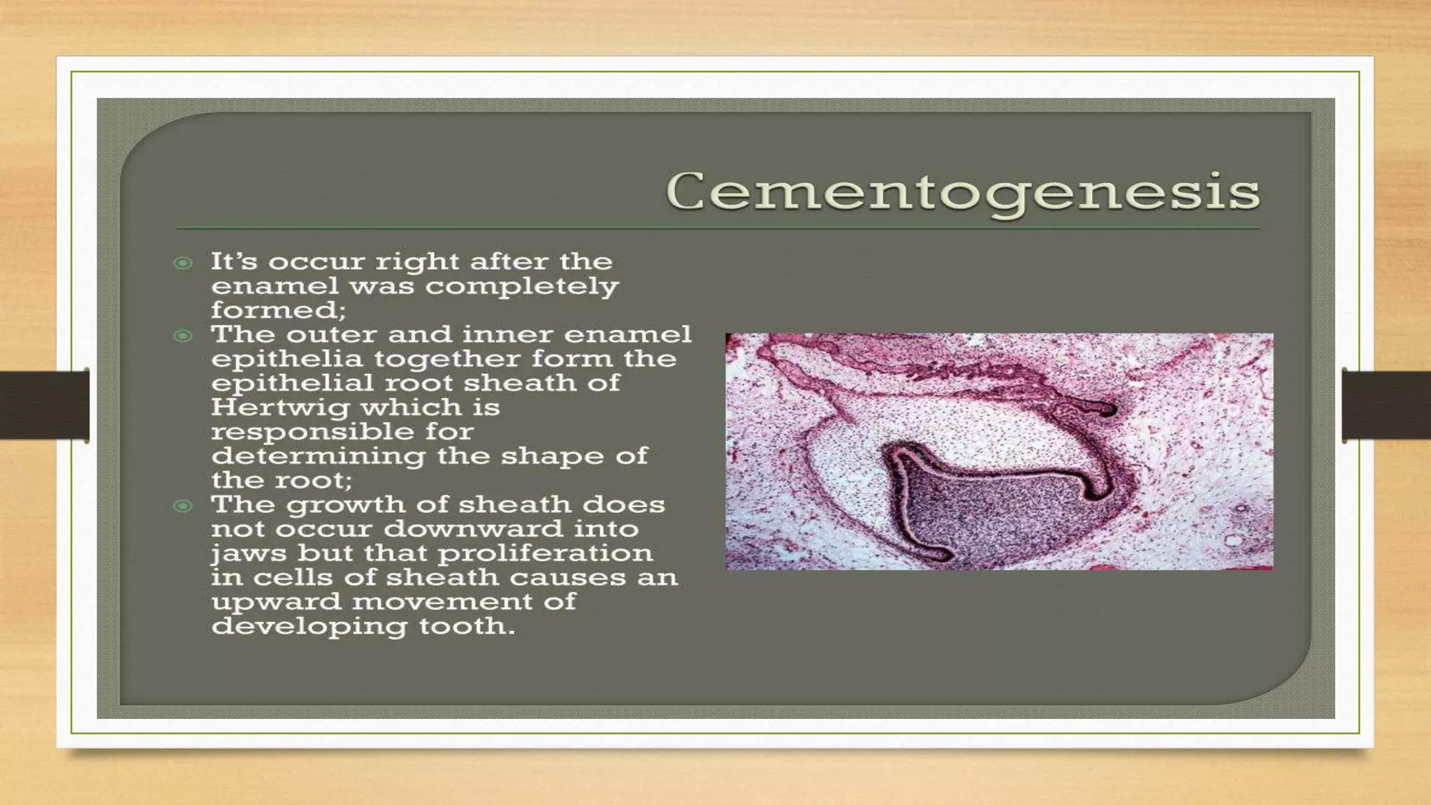 Cementum | PPTX