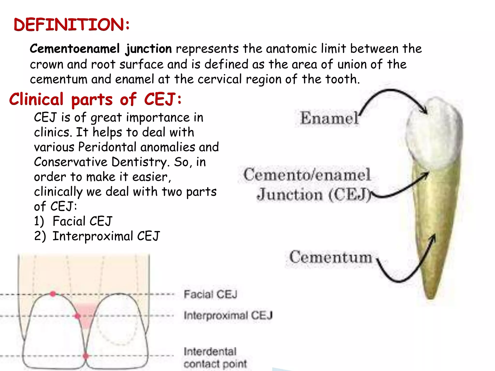 Cementum | PPTX | Dental Health | Diseases and Conditions