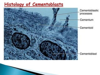 Cementum | PPTX