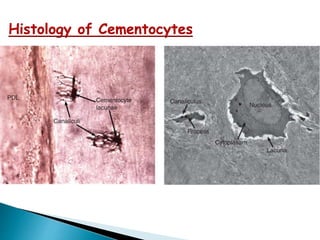 Cementum | PPTX