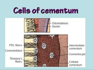 Cementum | PPTX
