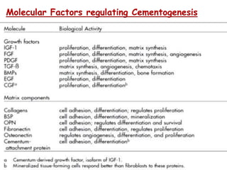 Cementum | PPTX