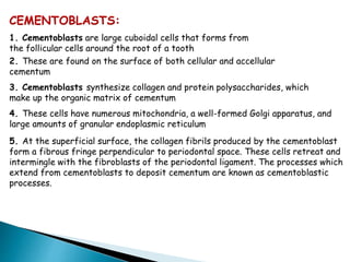 Cementum | PPTX | Dental Health | Diseases and Conditions