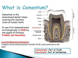 Cementum | PPT