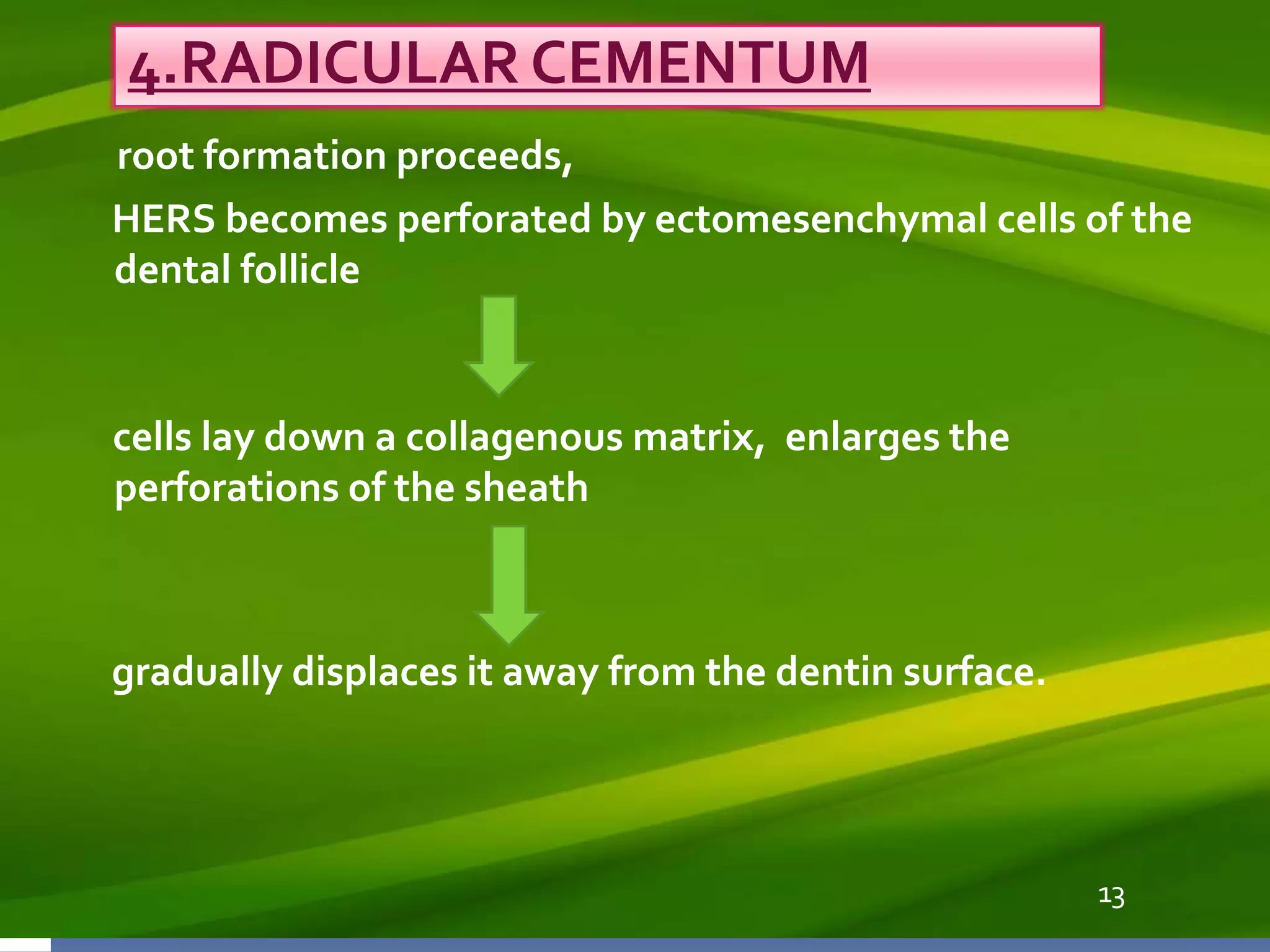 Cementum-20207231215390.ppt
