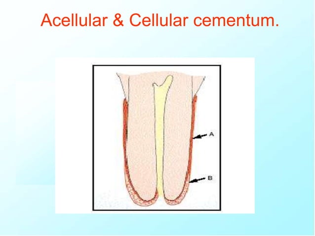 Cementum-20207231215390.ppt | Dental Health | Diseases and Conditions