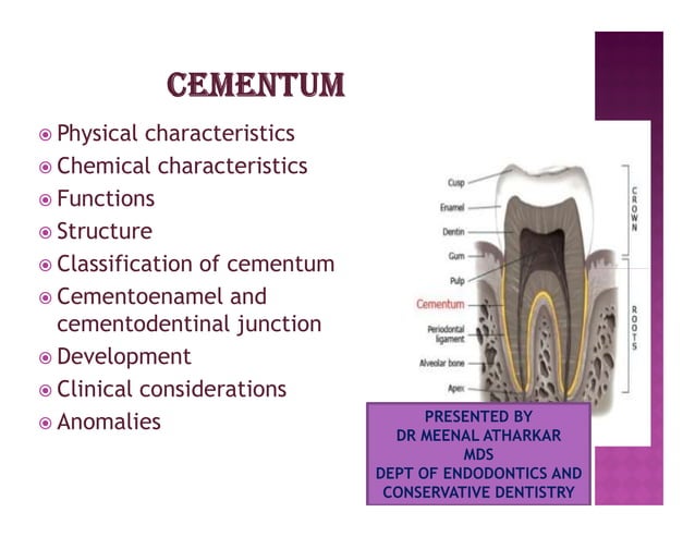 Cementum | PPT
