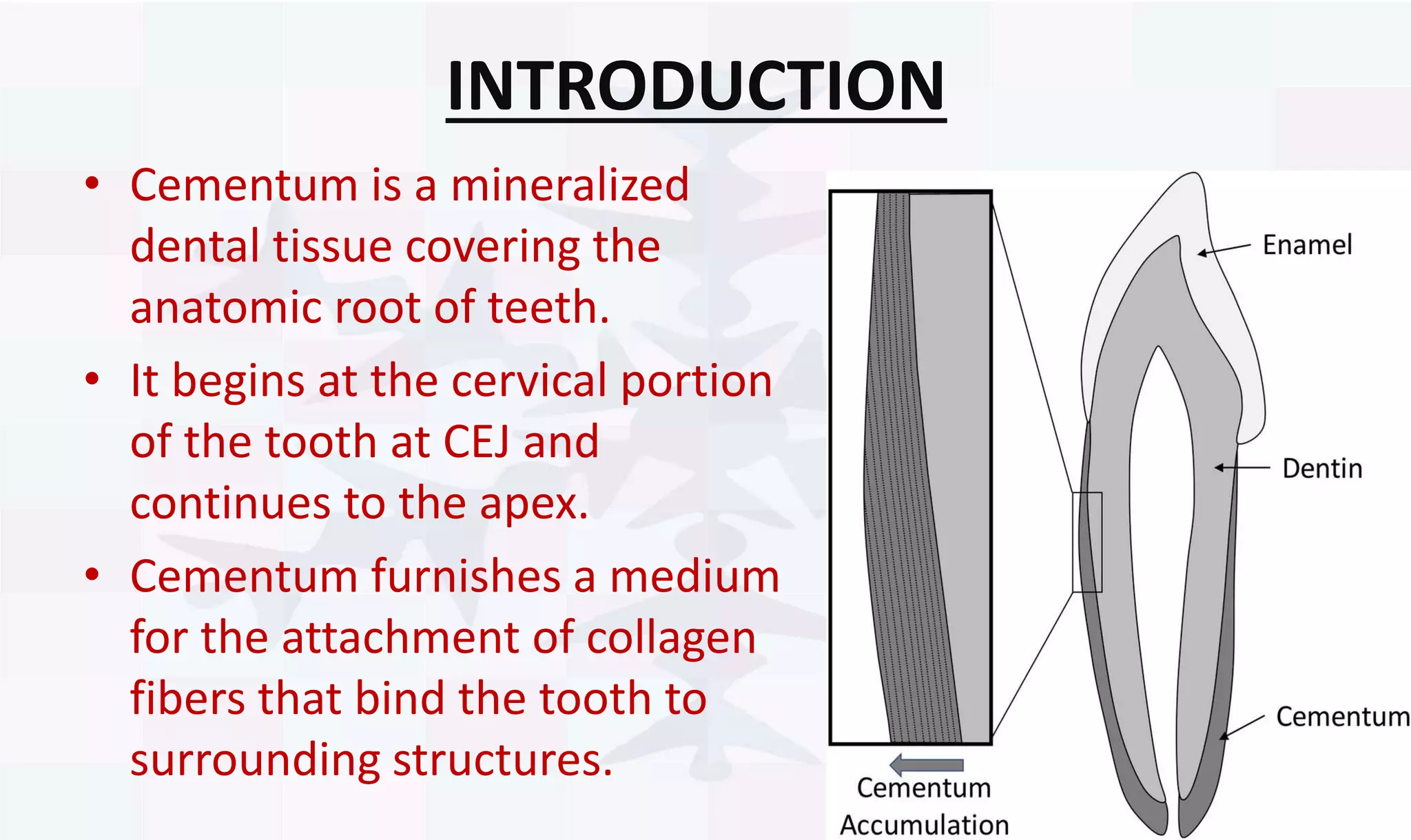 Cementum | PPTX