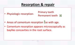 Cementum | PPTX