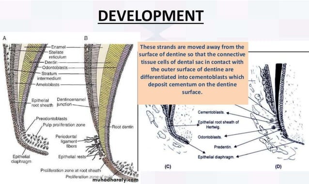 Cementum | PPT