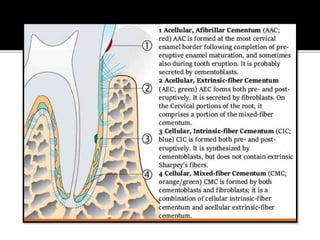 Cementum and its development | PPTX
