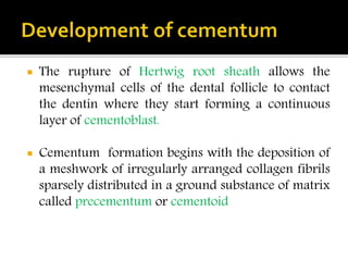 Cementum and its development | PPTX