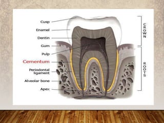 CEMENTUM | PPTX