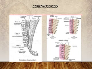 CEMENTUM | PPTX
