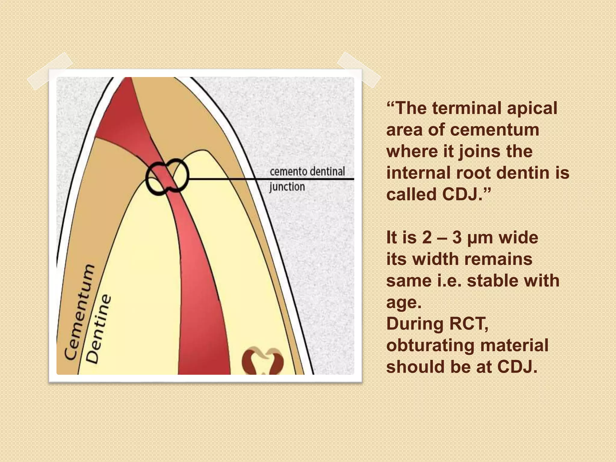 cementum.pptx