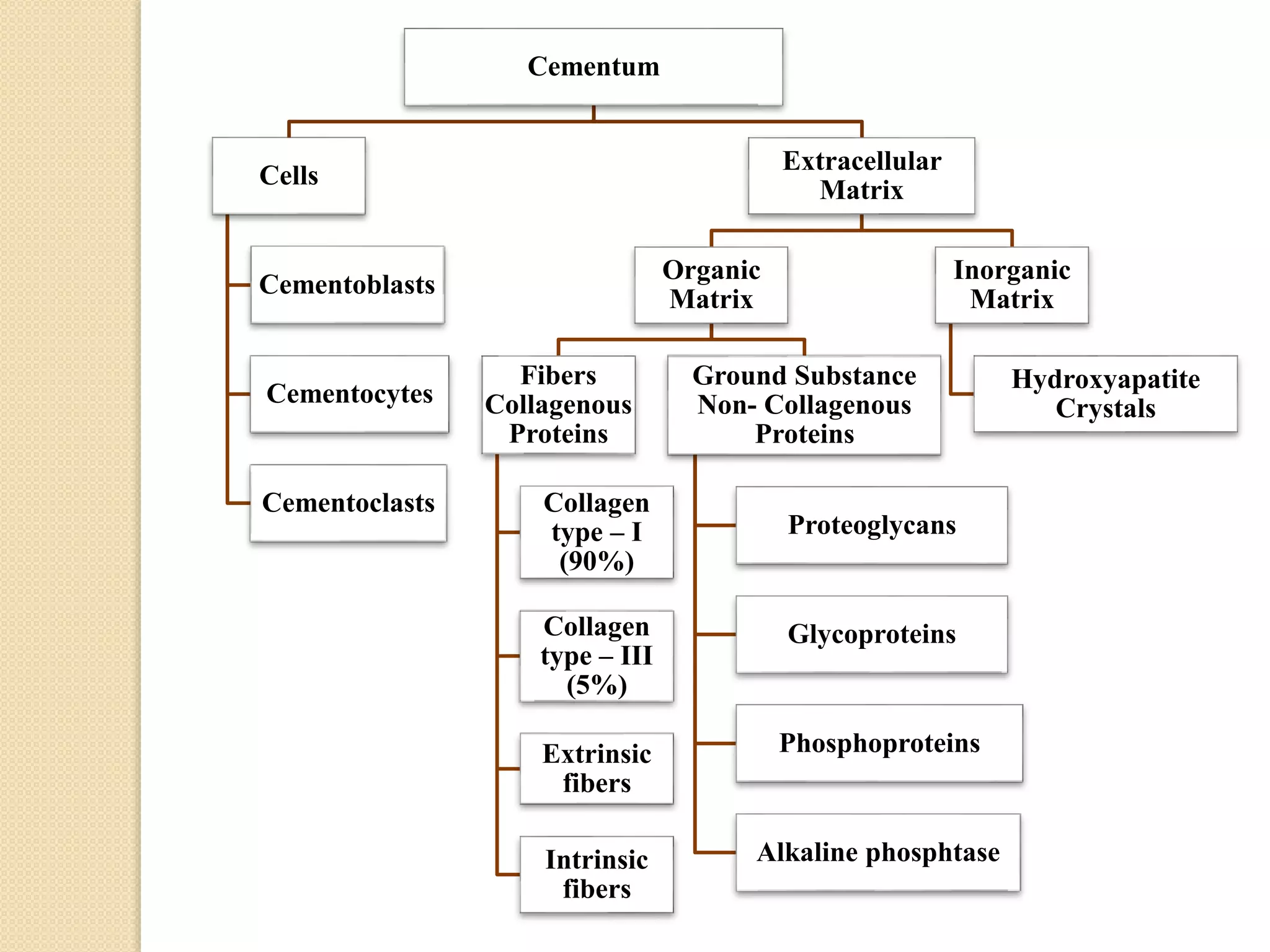 cementum.pptx