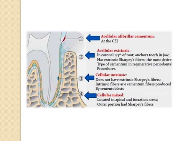 cementum.pptx | Dental Health | Diseases and Conditions