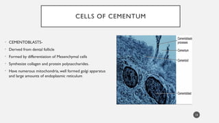 CEMENTUM clinical significance and clinical significance | PPTX