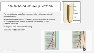 CEMENTUM clinical significance and clinical significance | PPTX