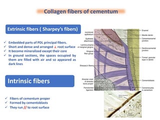 cementum detailed histology and types .pdf