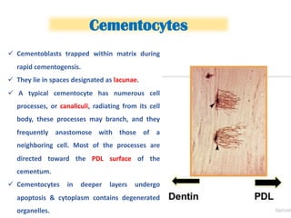 cementum detailed histology and types .pdf