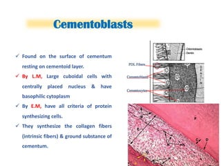cementum detailed histology and types .pdf