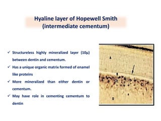cementum detailed histology and types .pdf