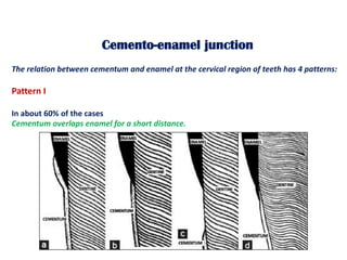 cementum detailed histology and types .pdf