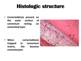 cementum detailed histology and types .pdf