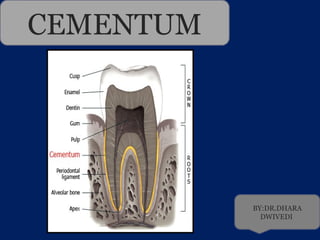 cementum.pptx cementum presentation oral biology | PPTX