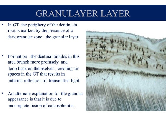 cementum.pptx cementum presentation oral biology | PPT
