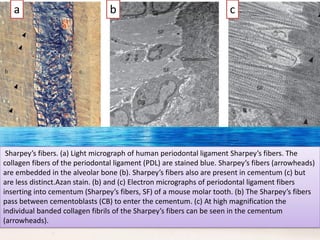 Cementum.pdfffffffffffffffffffffffffffffc | PDF