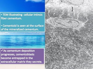 Cementum.pdfffffffffffffffffffffffffffffc | PPT