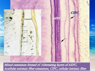 Cementum.pdfffffffffffffffffffffffffffffc | PPT