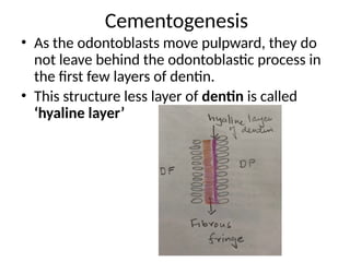 Cementum and its types and abnormalities caused in cementum | PPTX