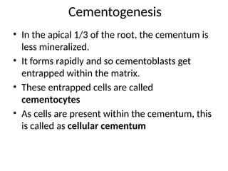 Cementum and its types and abnormalities caused in cementum | PPTX