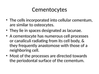 Cementum and its types and abnormalities caused in cementum | PPTX