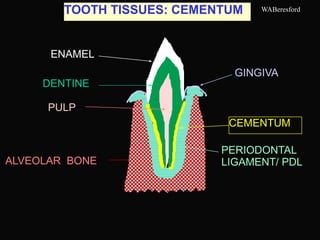Cementum study in periodontics and perio.ppt