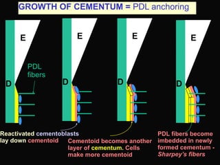 Cementum study in periodontics and perio.ppt
